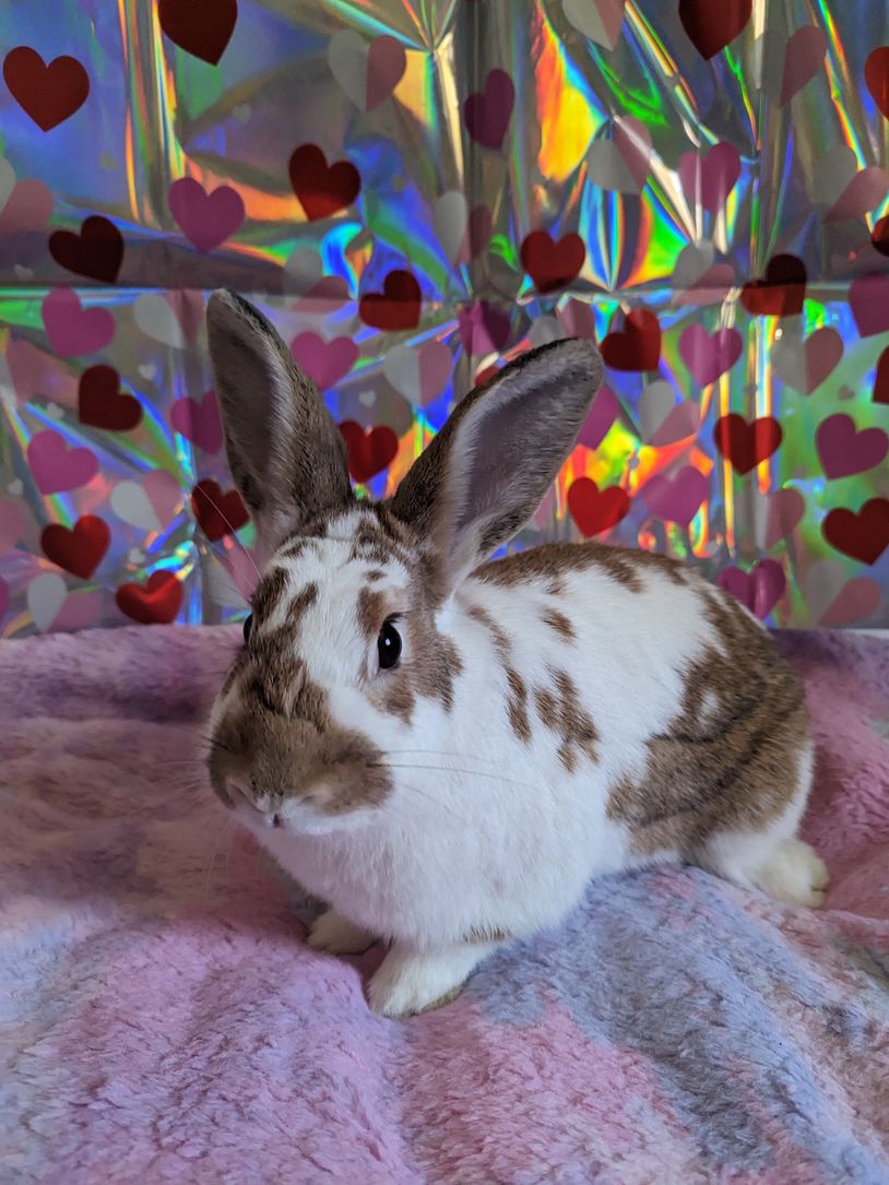 Adoptable Bunnies
