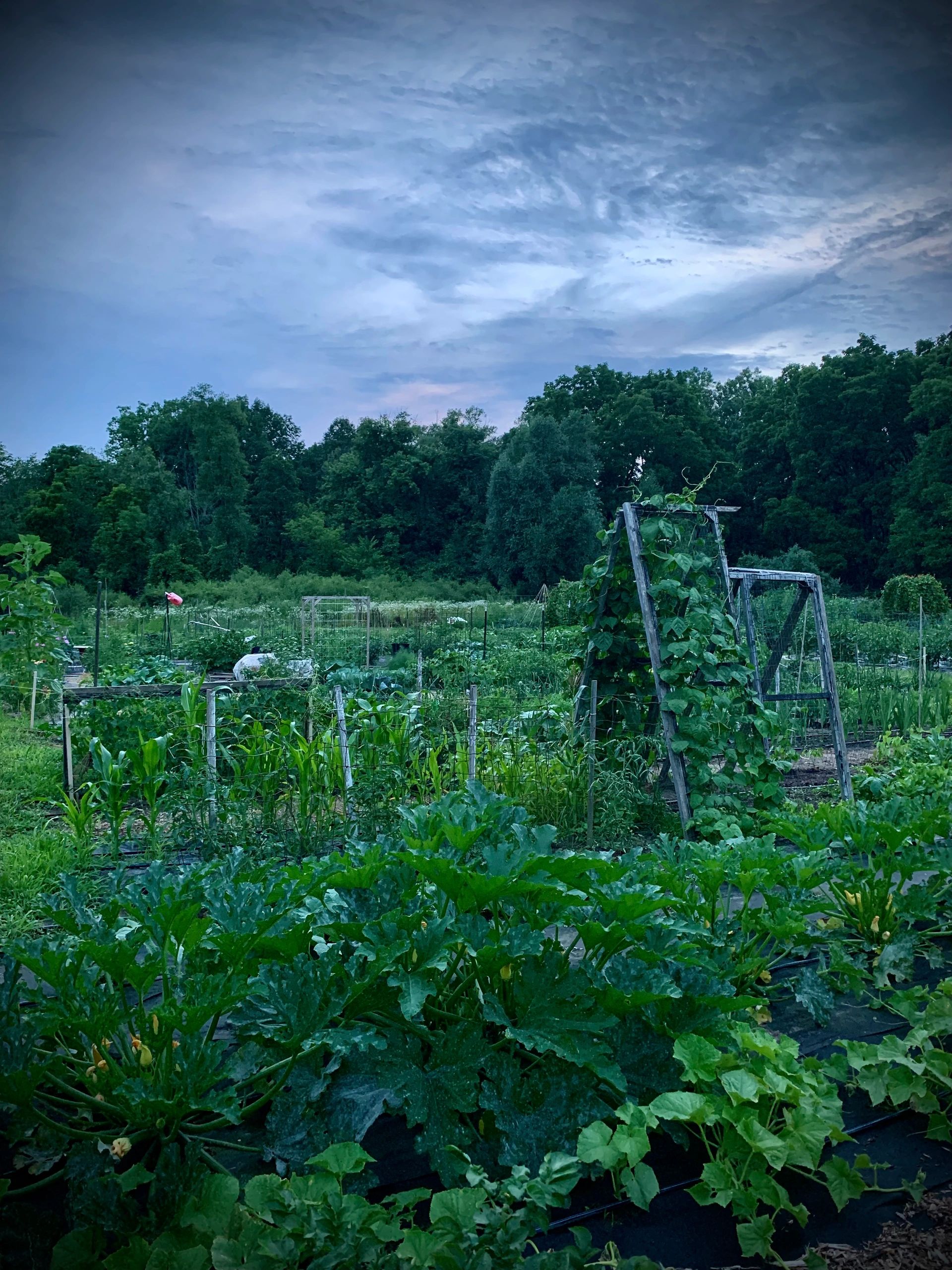 Perkins Community Garden in Grand Rapids, Michigan
