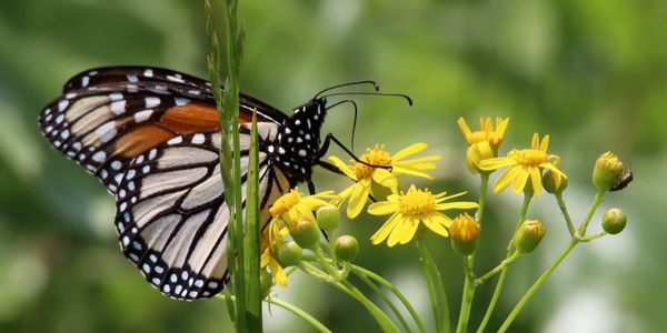 About Master Naturalists