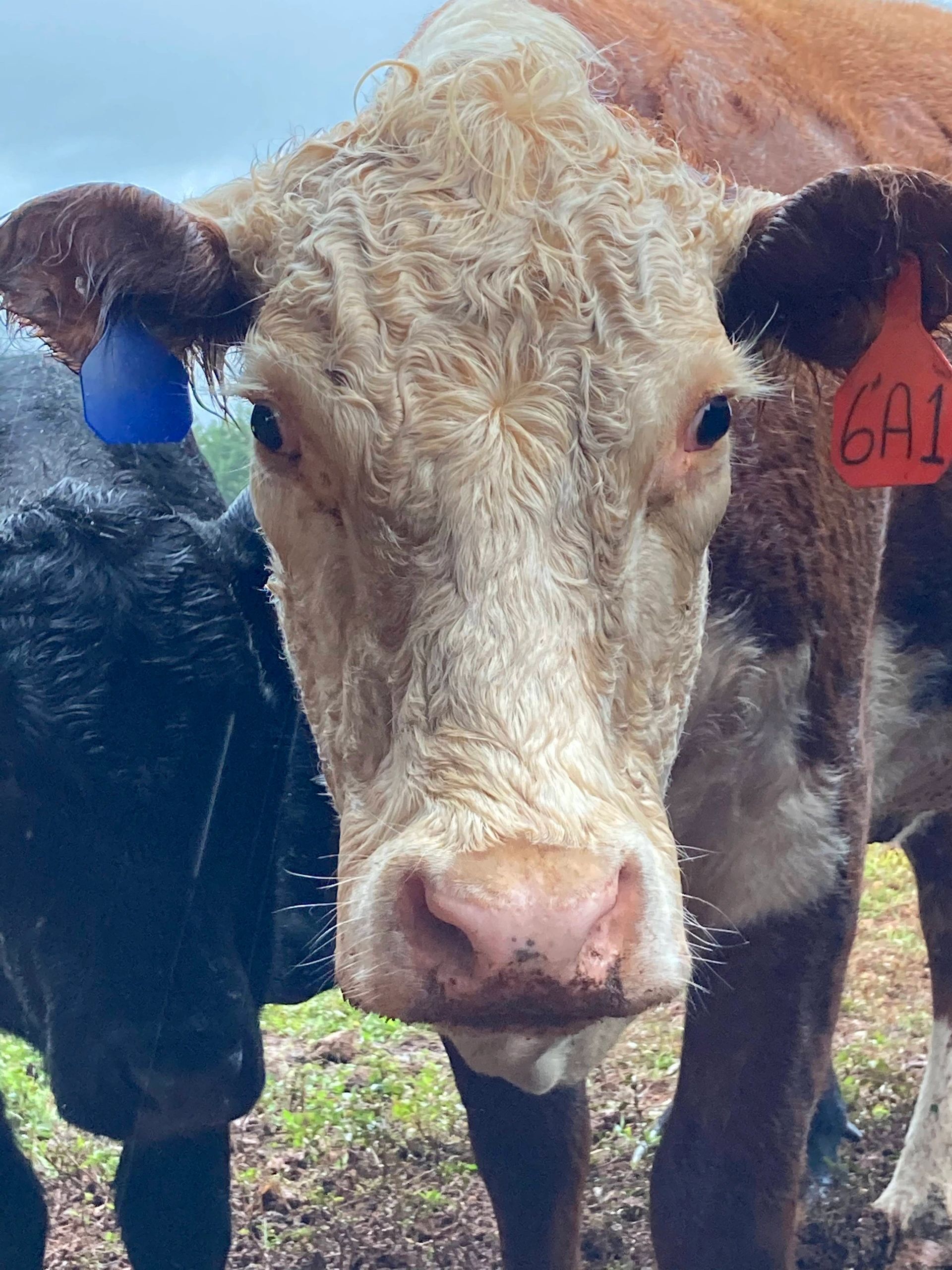 N.O.B.S. Farm - Cows, Grain Finished Beef, Family Farm
