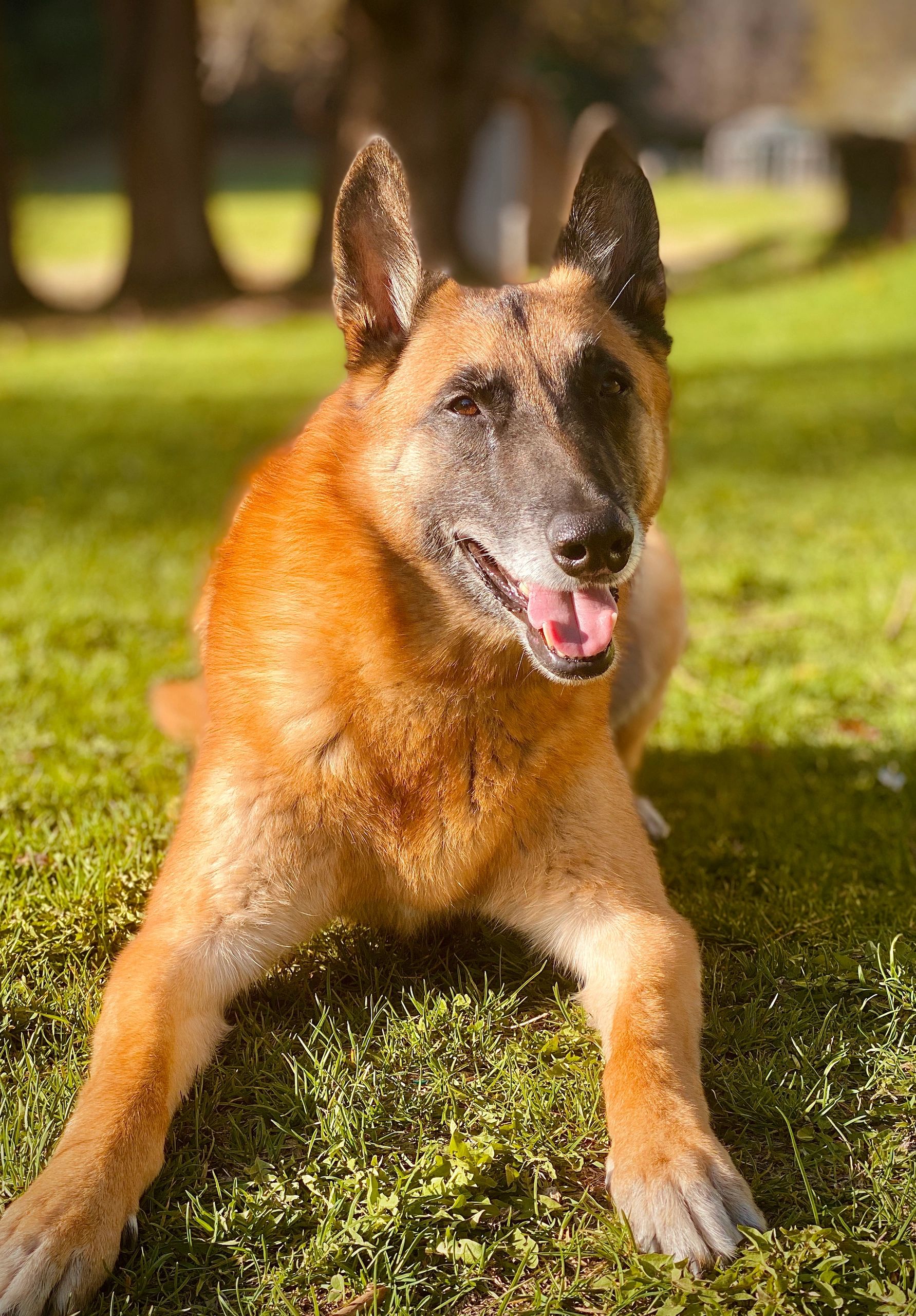 The Domesticated Dog