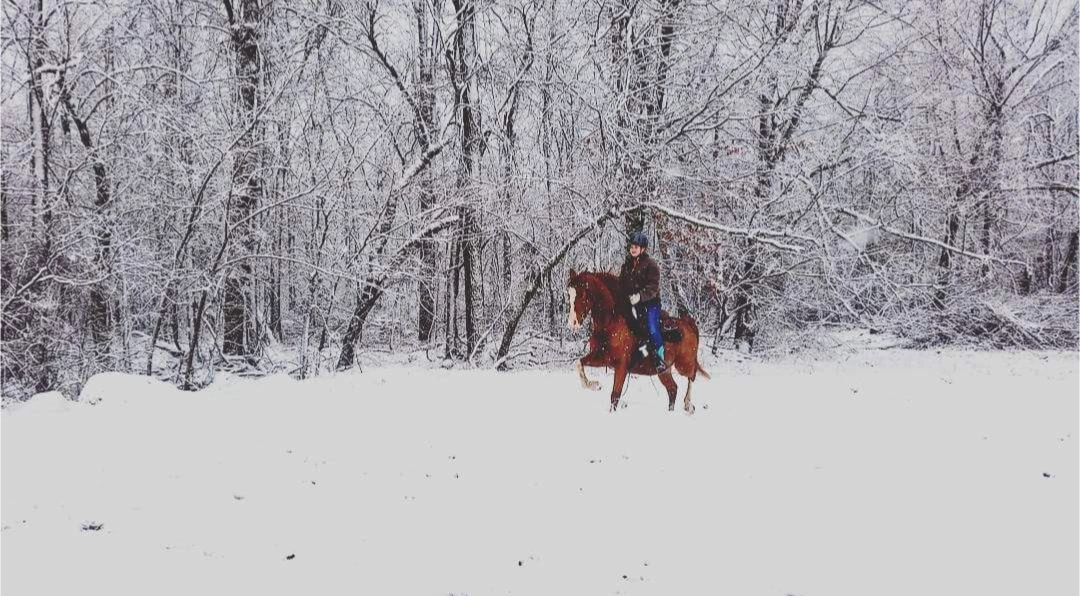 Springhill Stables LLC - Summer Camps, Horseback Riding