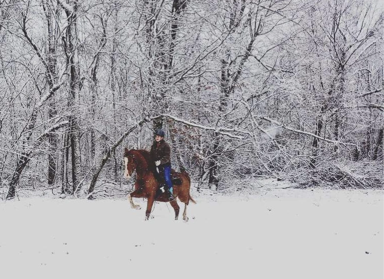 Horseback Riding Lessons - Springhill Stables LLC
