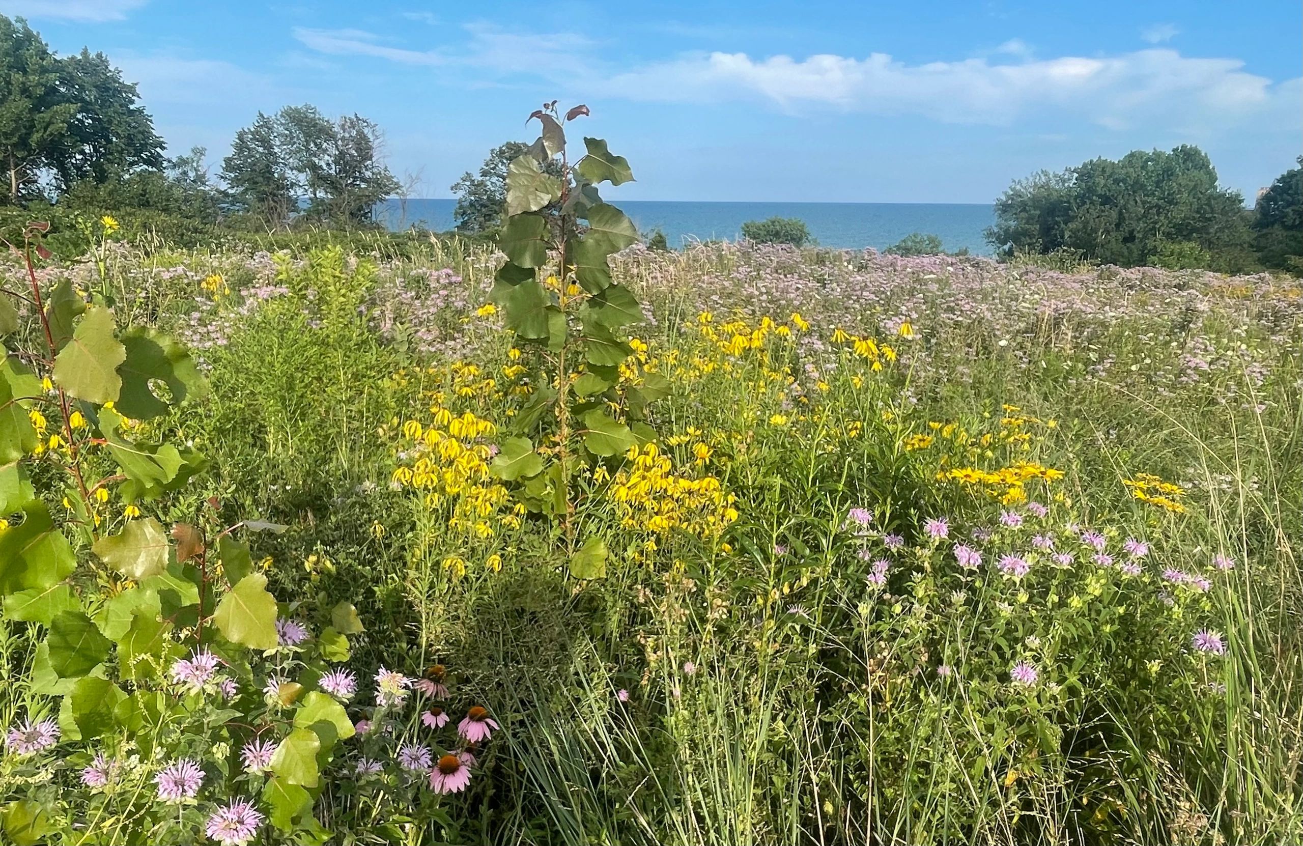 Lake County Resources