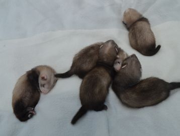 Ferrets by Anemone ferretry - Ferret Bedding, Ferrets in SA