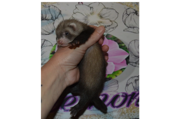 Ferrets by Anemone ferretry - Ferret Bedding, Ferrets in SA