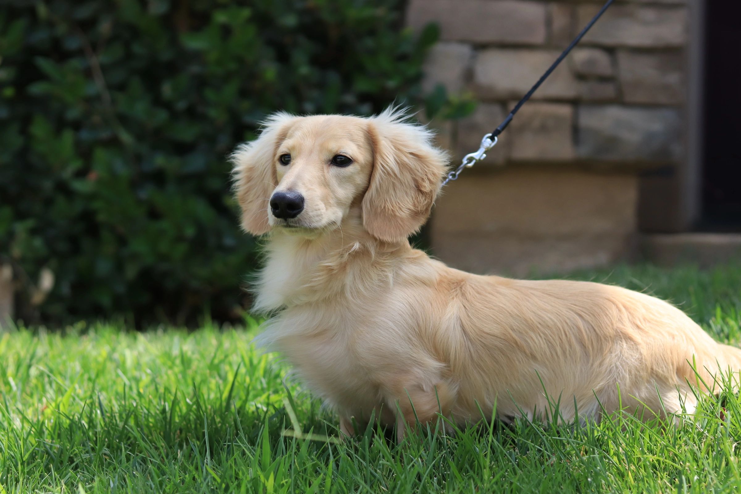 Unique Doxies - Doxies, Doxies, Dachshund, Pets