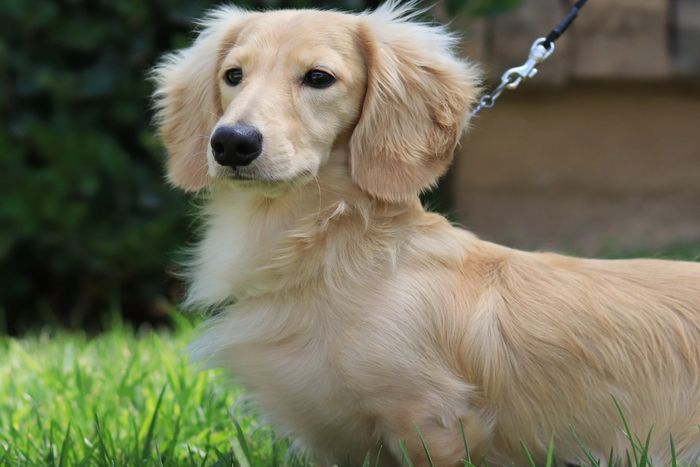 Unique Doxies - Doxies, Doxies, Dachshund, Pets