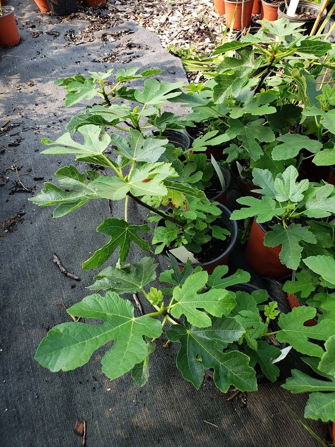 Little Ruby Fig Tree - Well Rooted Young Tree