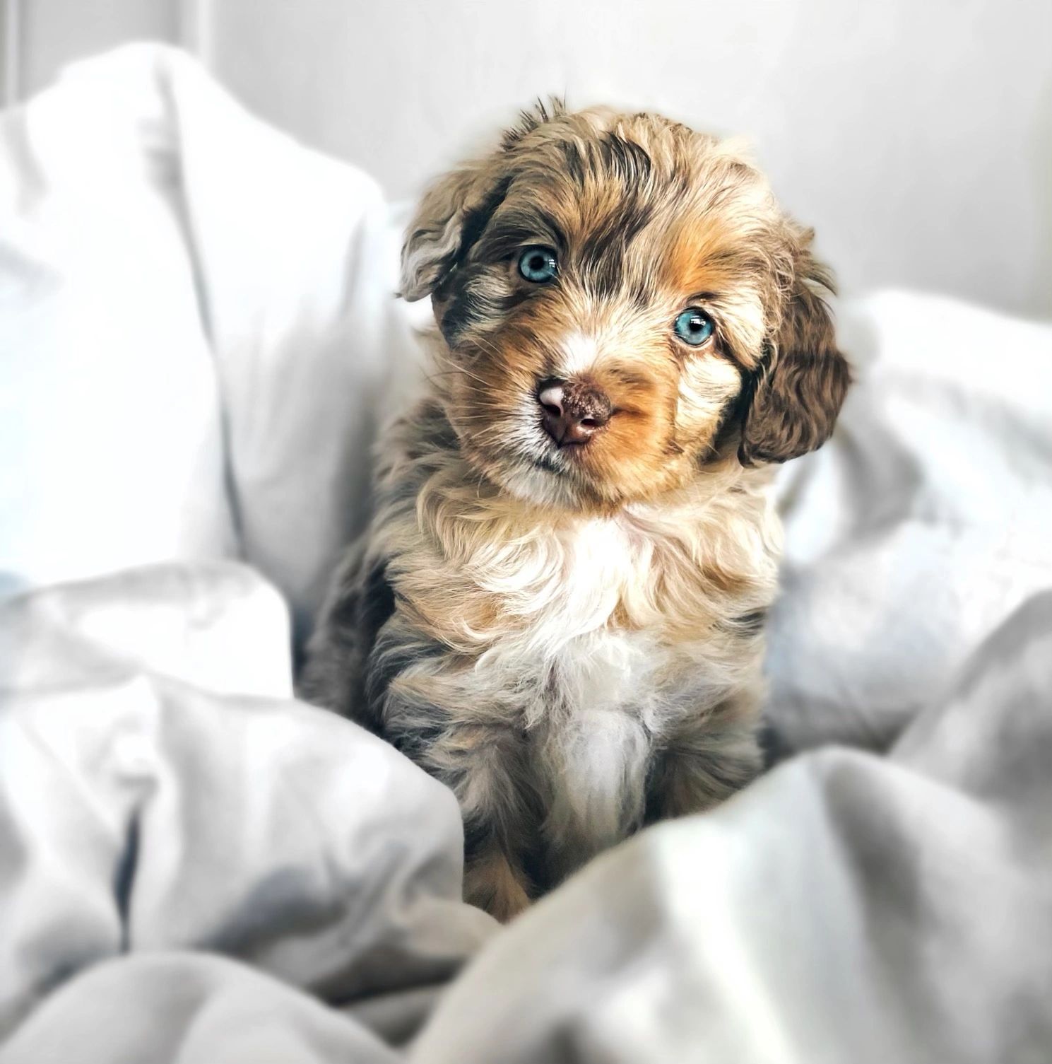 Aussie Doods Australia