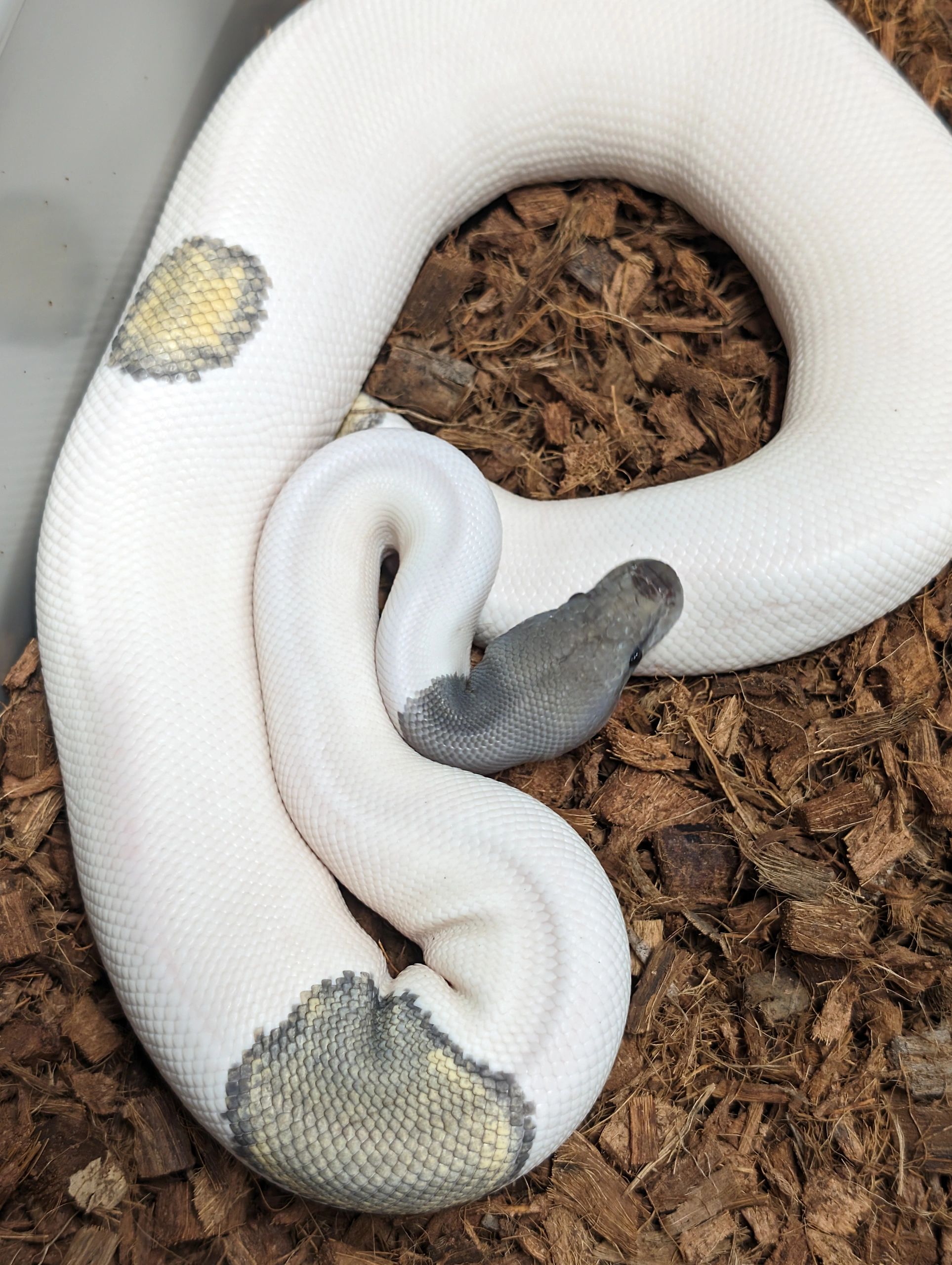 SNKE LTD - Ball Python, Breeder, Ball Python Morphs, Ball Python