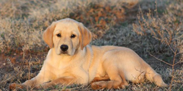 Huntmaster Labs - Hunting Dogs, Labrador Retrievers