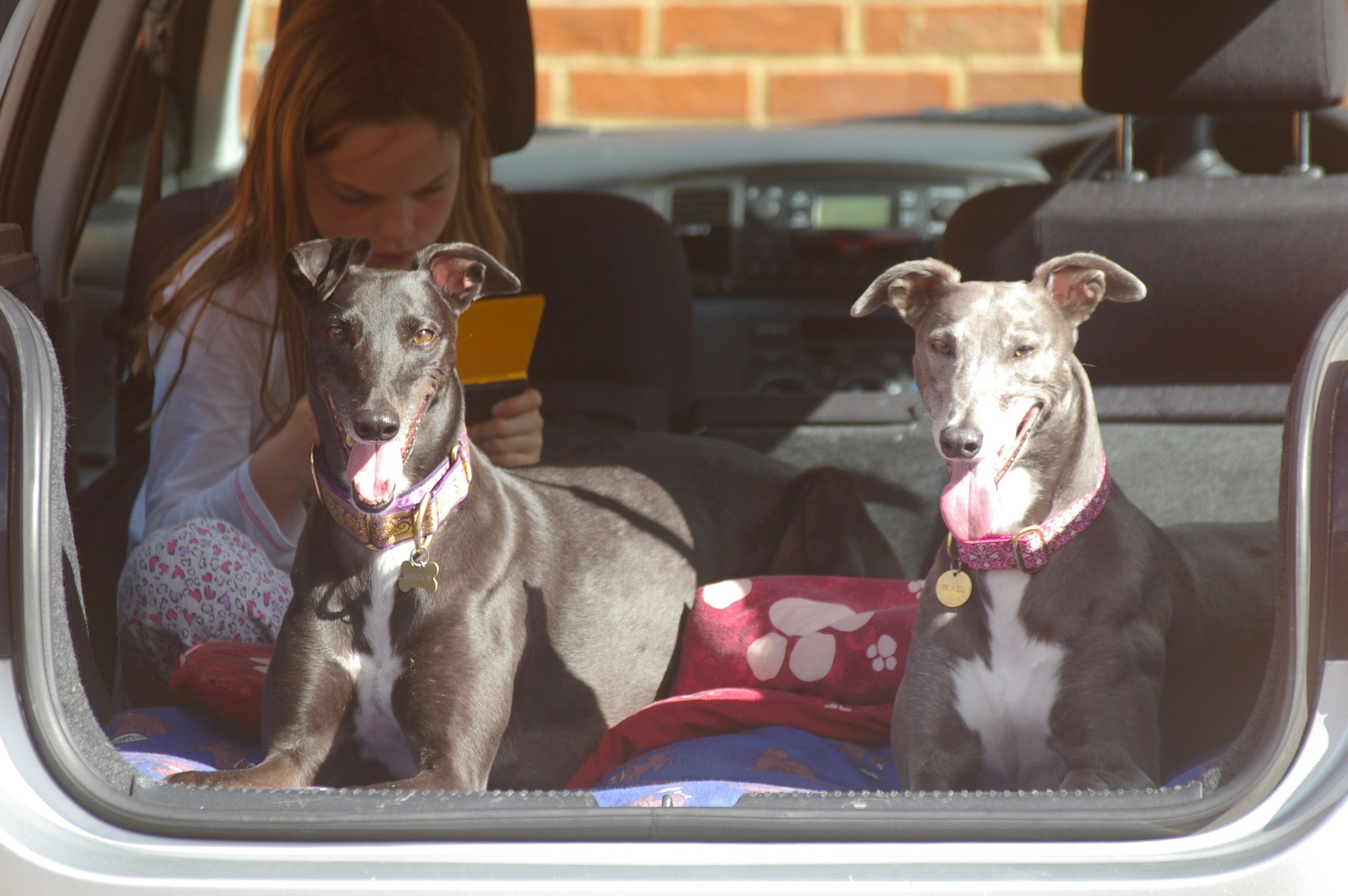 Retired Greyhound Adoption Near Me - Romford Retired Greyhounds