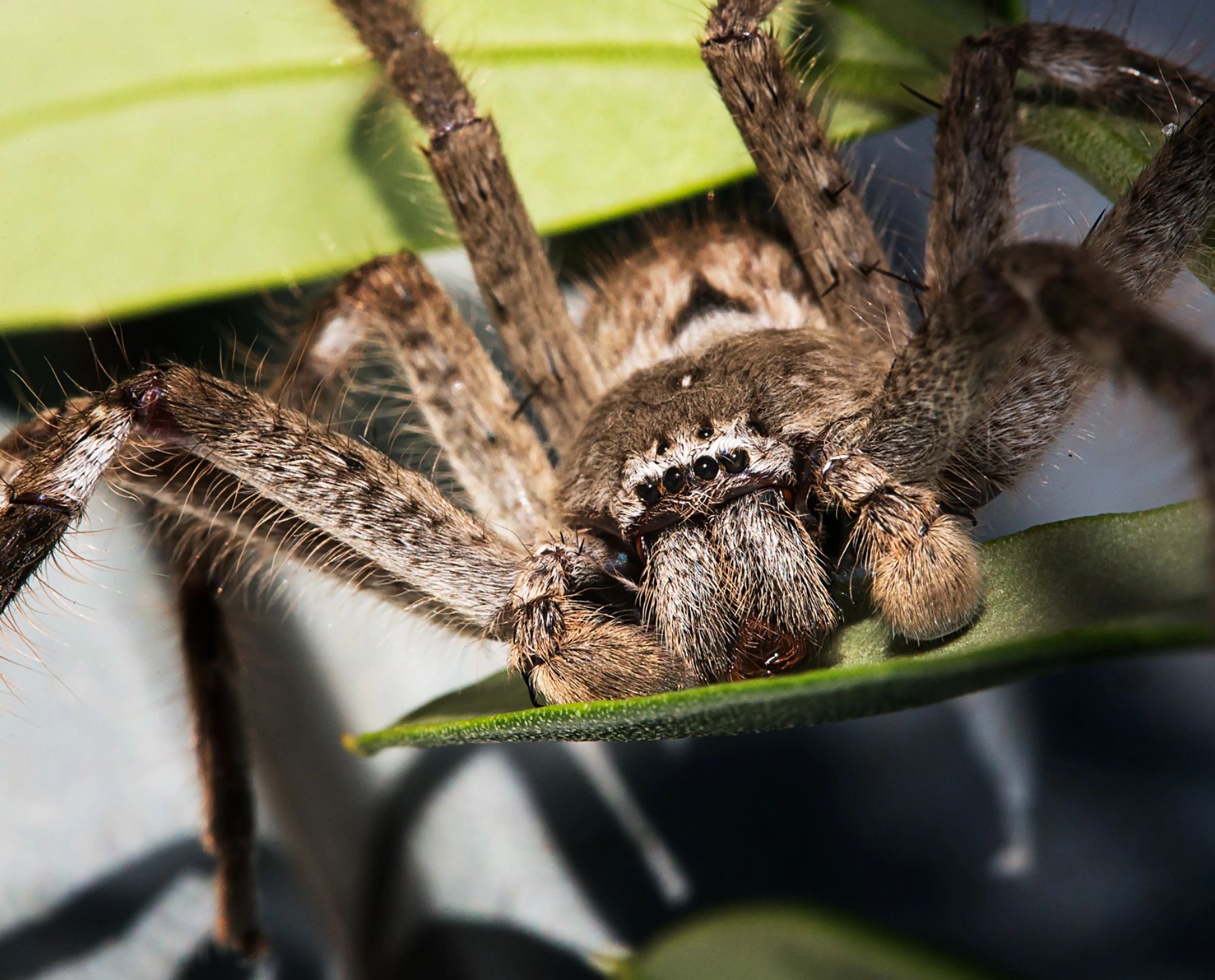 Spiders in Geelong, Victoria: Types, Lifecycle and Prevention