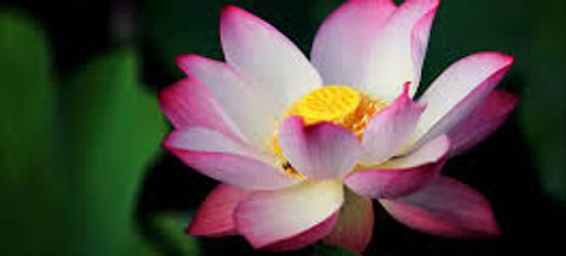 Lotus Spa - Massage, Full Body Massage, Couples Massage, Massage Spa