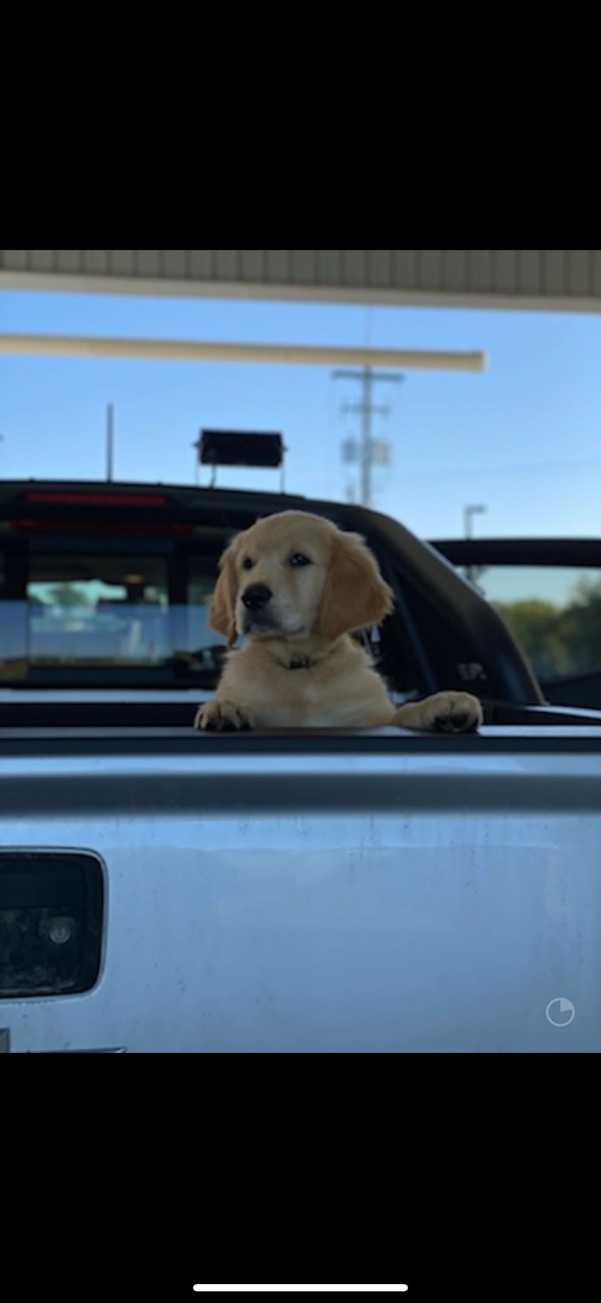 Golden Retriever Puppies for Sale Vermont - NEK Backwoods Goldens