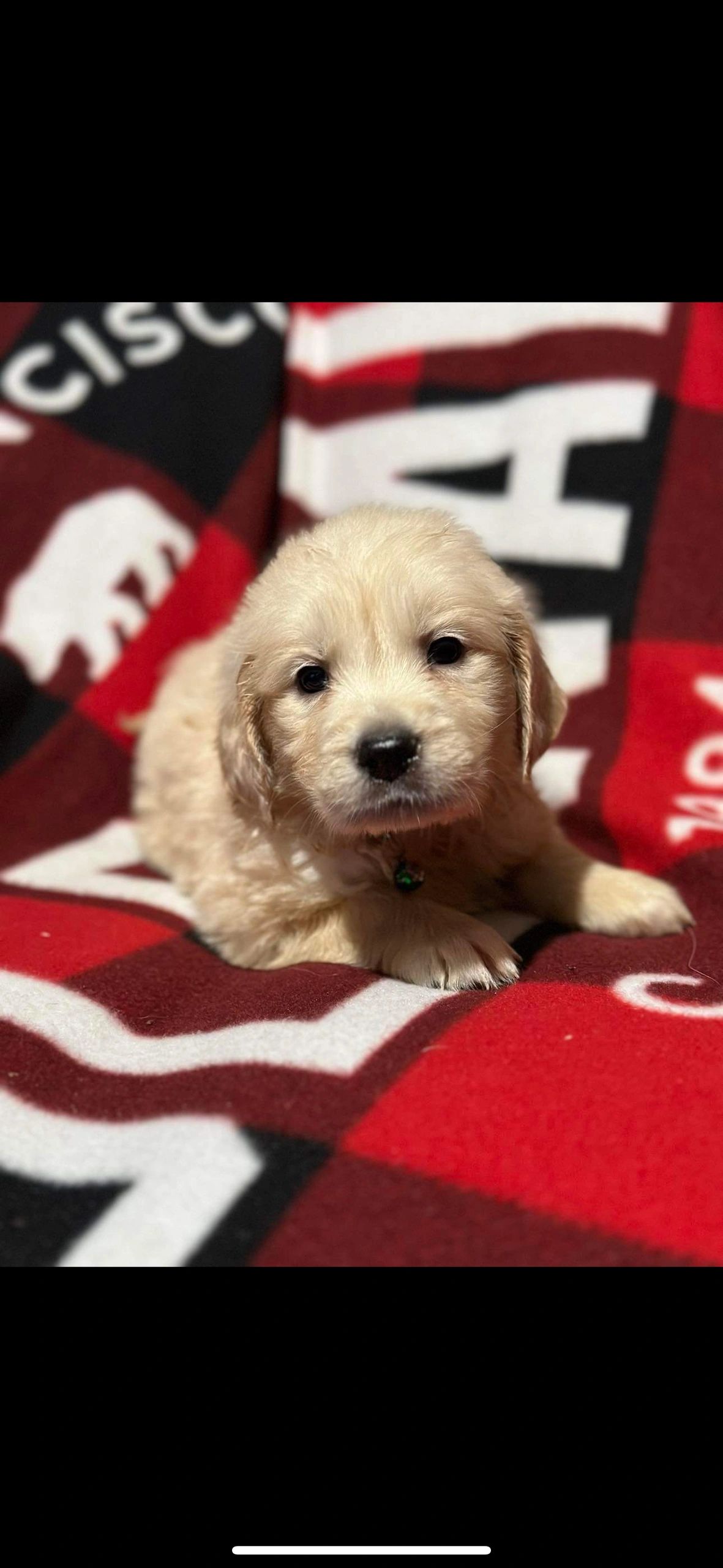 Golden Retriever Puppies for Sale Vermont - NEK Backwoods Goldens