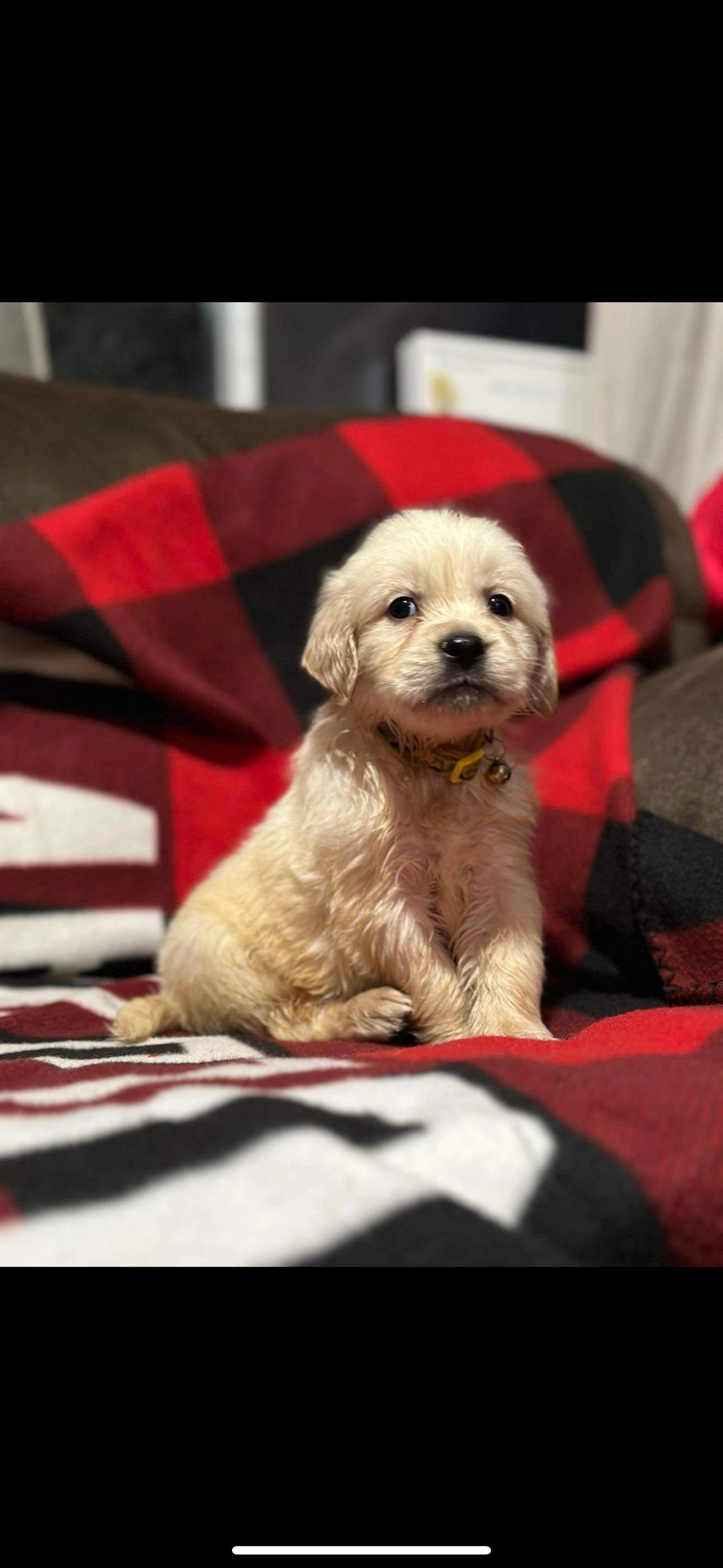 Golden Retriever Puppies for Sale Vermont - NEK Backwoods Goldens