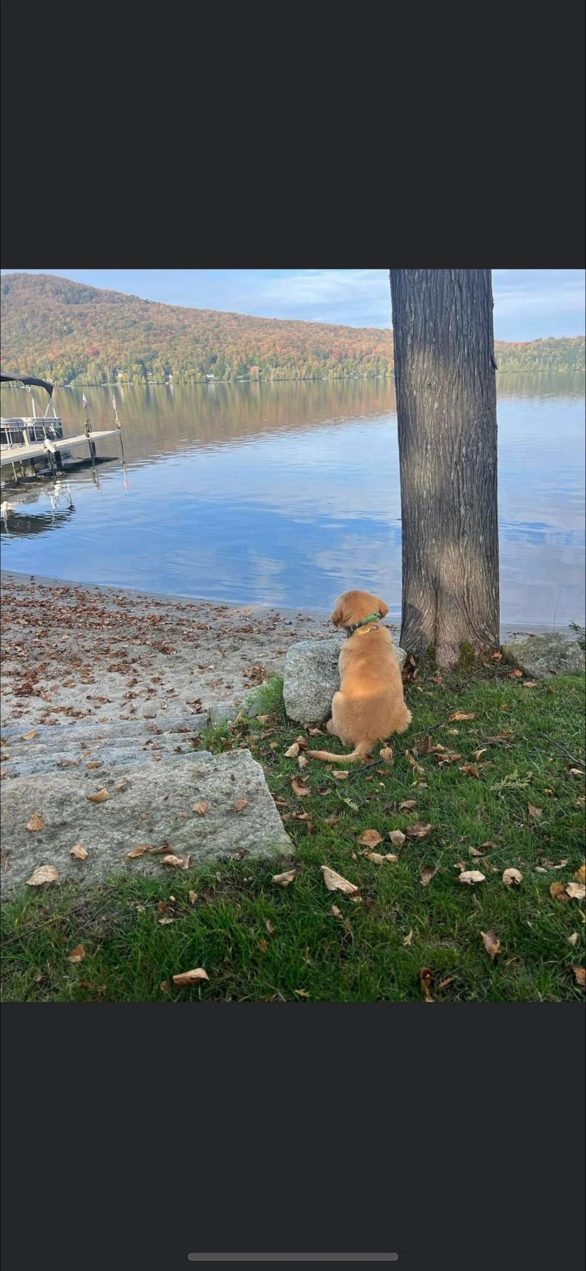 NEK Backwoods Goldens - Golden Retriever Puppies for Sale in Vermont