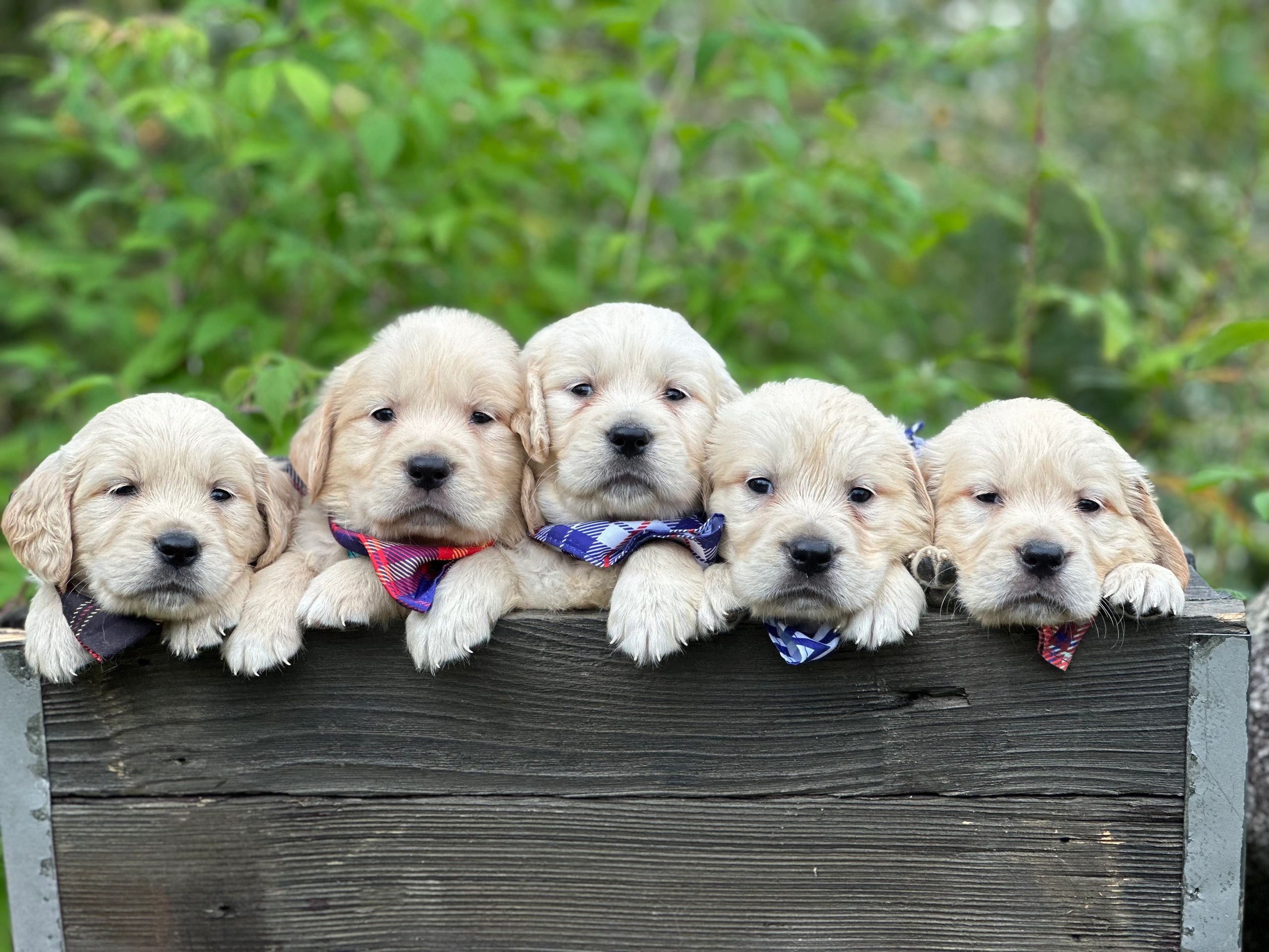 Golden Retriever Puppies for Sale Vermont - NEK Backwoods Goldens