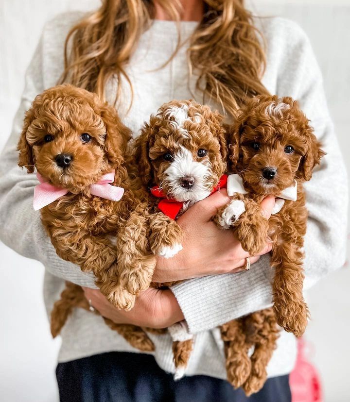Do Toy Poodle Like To Cuddle