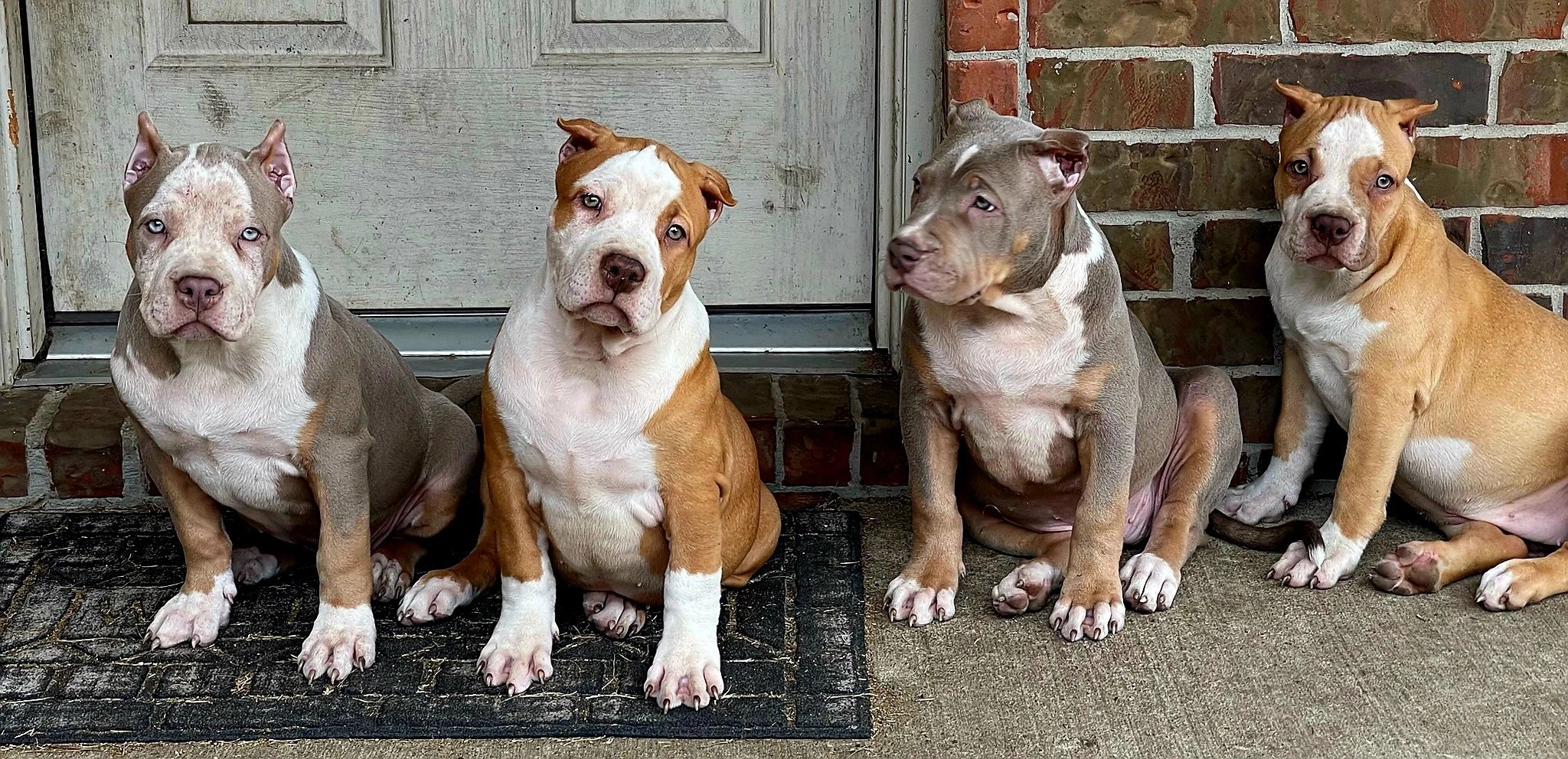 Your Next XL Bully Puppies - House of Toros, LLC