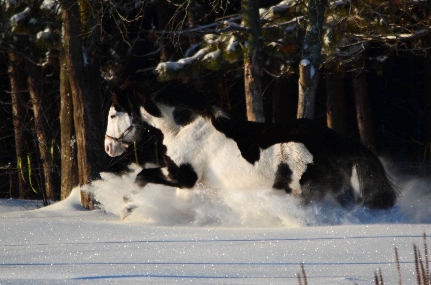 Services | Fawg Forest Therapeutic Farm and Counseling Services