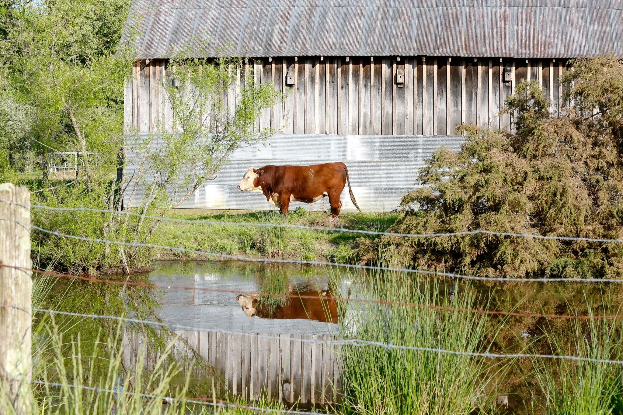 River Bend-Cattle Farm