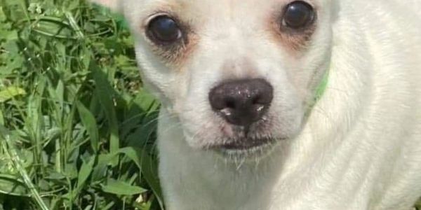 Small Breed Specialty - Lucky Pups Dog Rescue