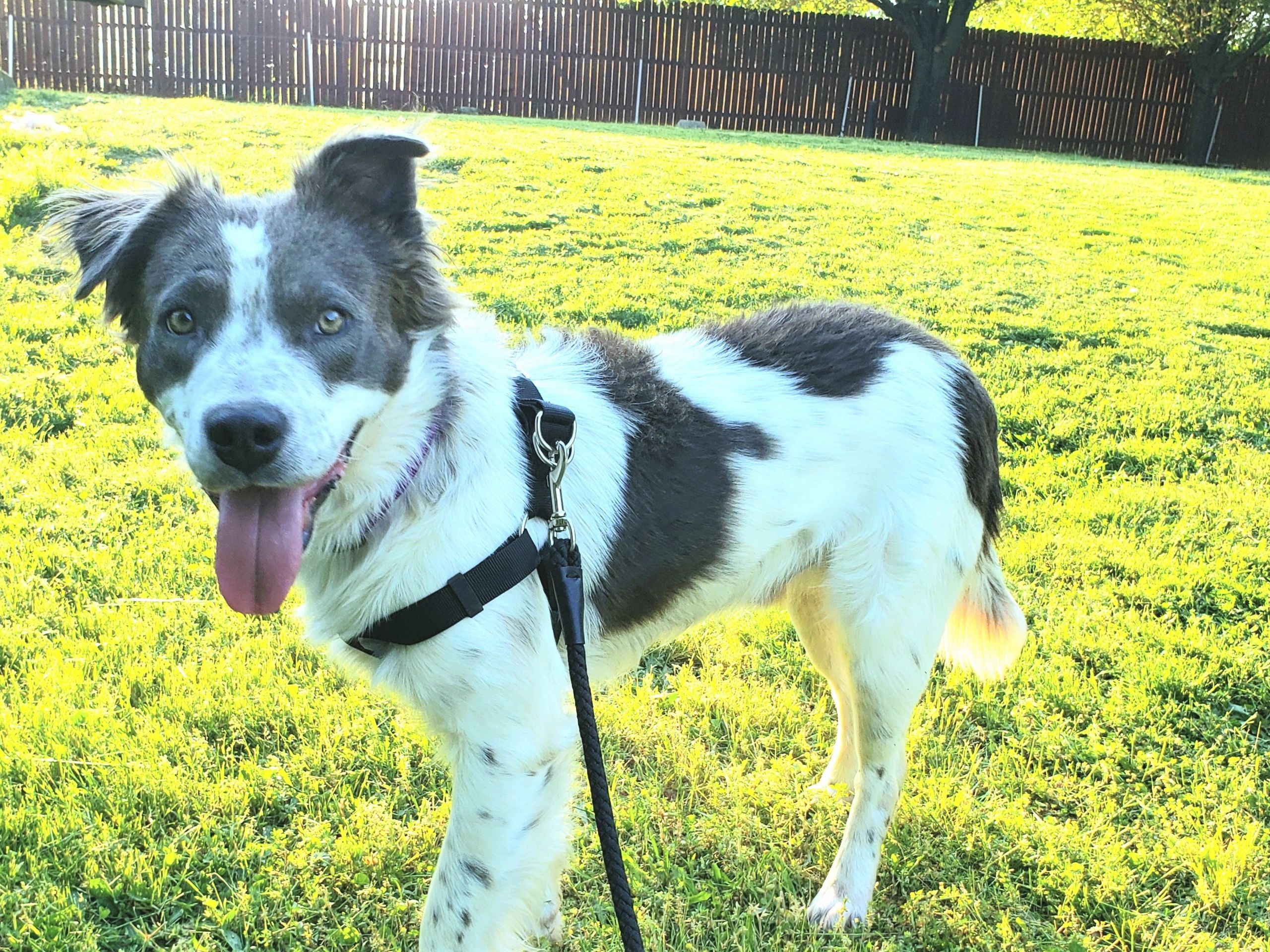 Paws & Play Pup Stop