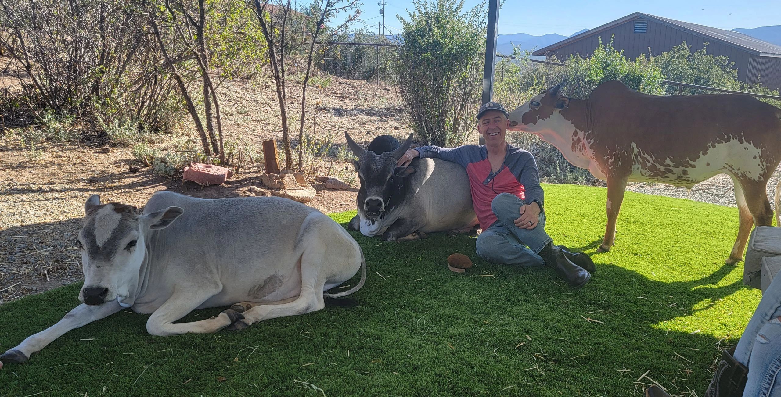 Mini Cow Therapy Session (Adults Only)