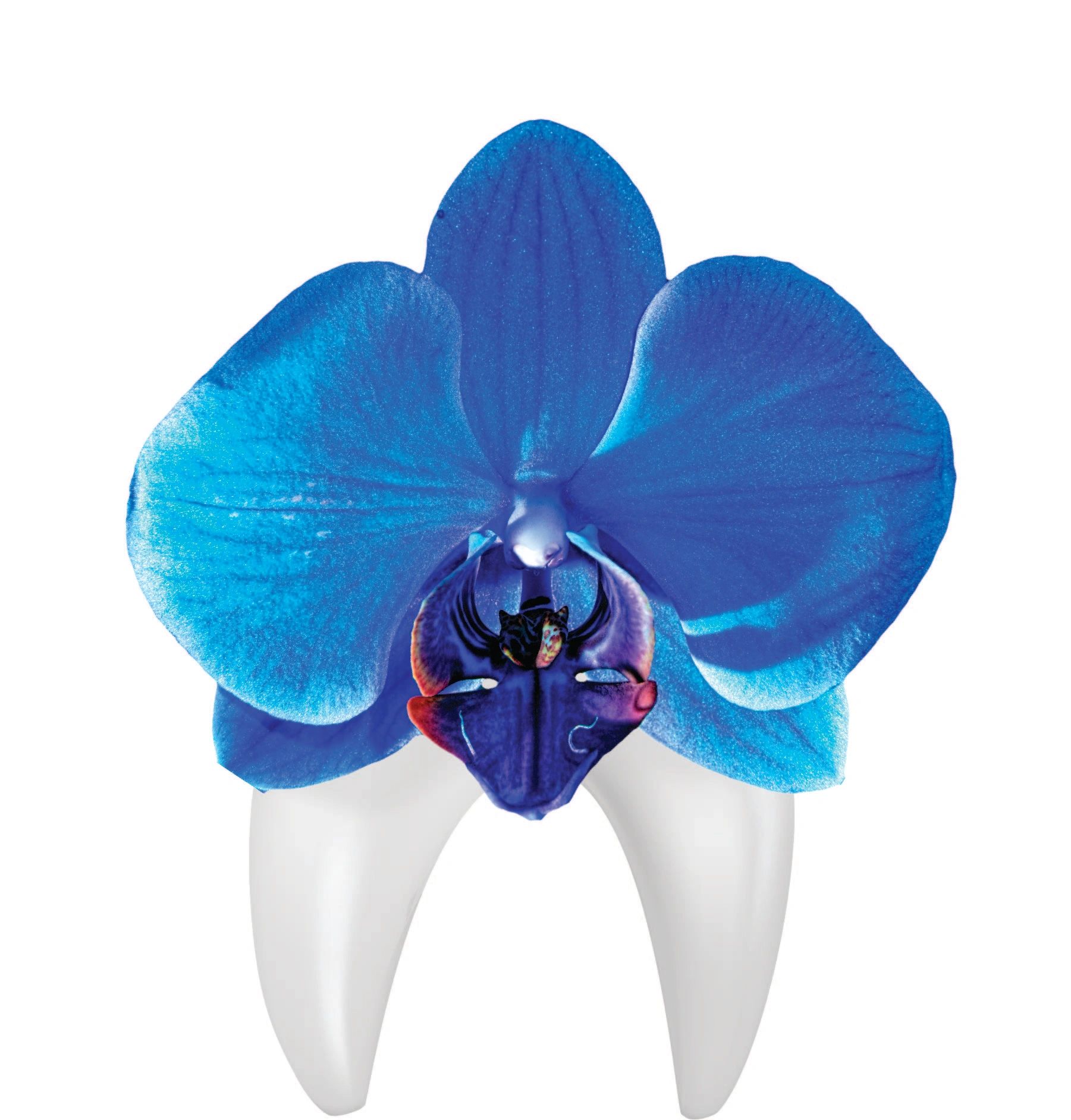 Orchid Dental Care