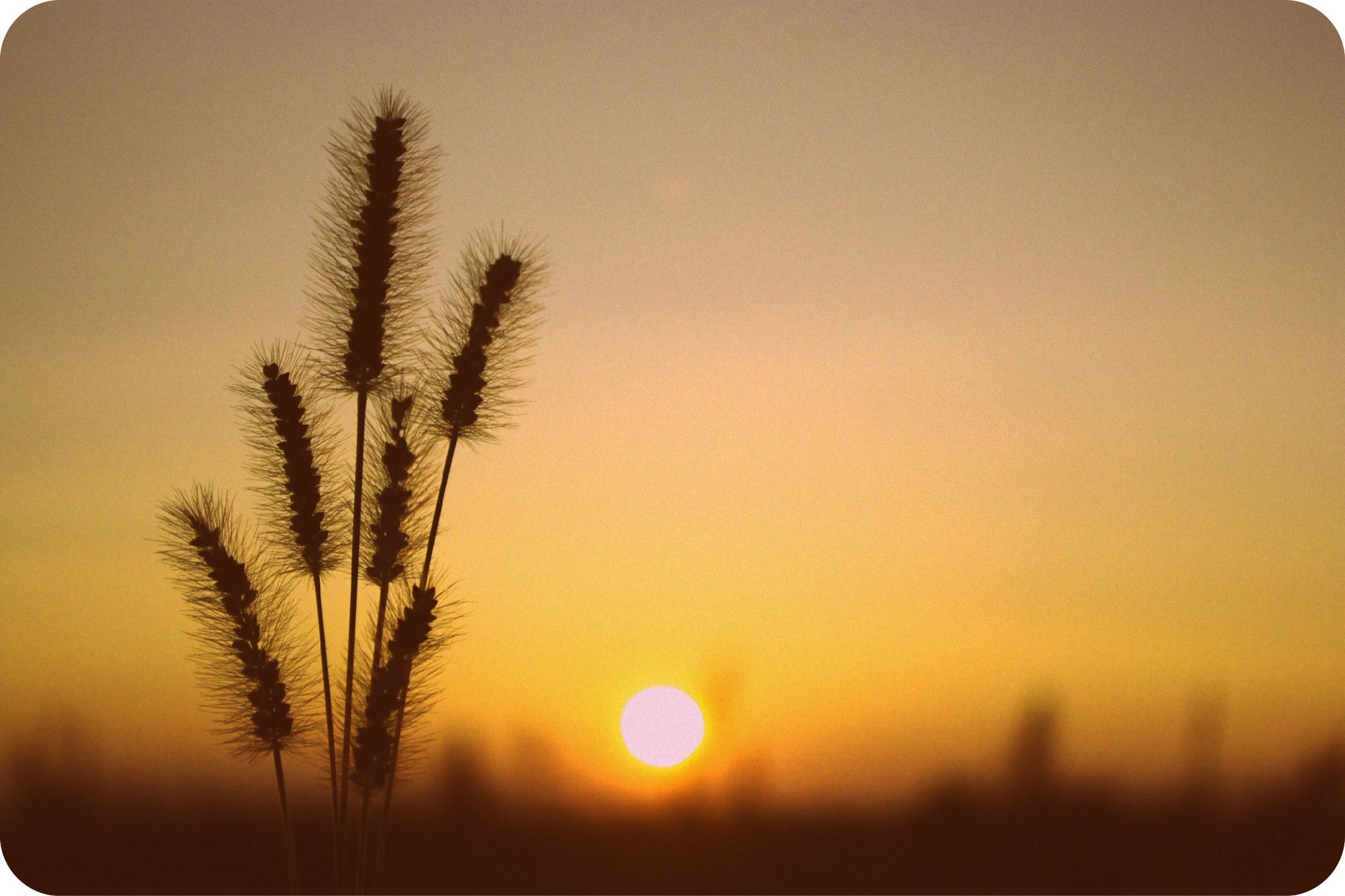 The Sunrise Center for Wellness LLC - Counseling, Therapy