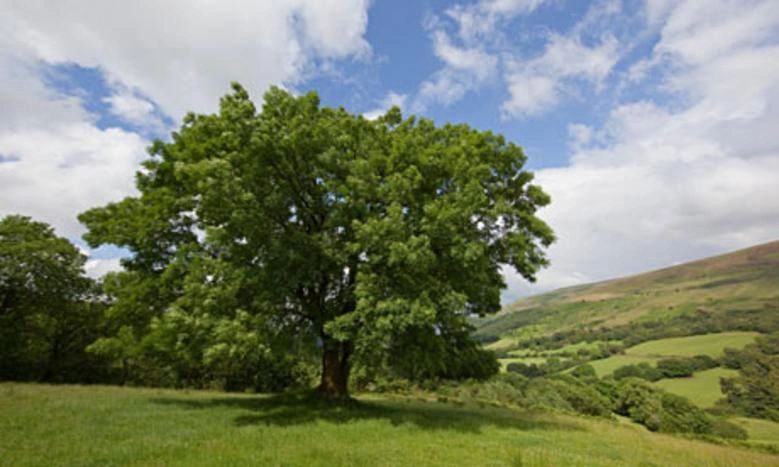 Front Range Tree Treatment