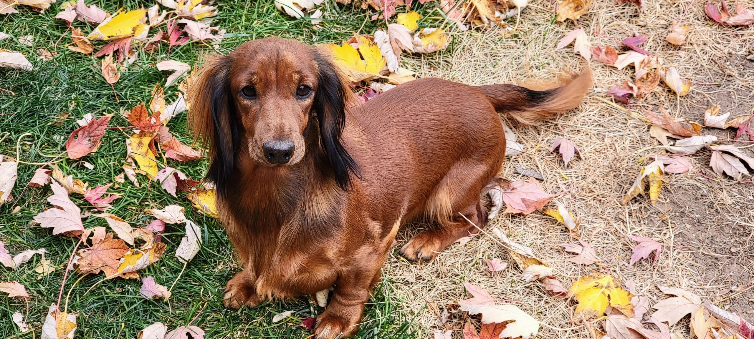 Full Grown Miniature Long Haired Dachshund