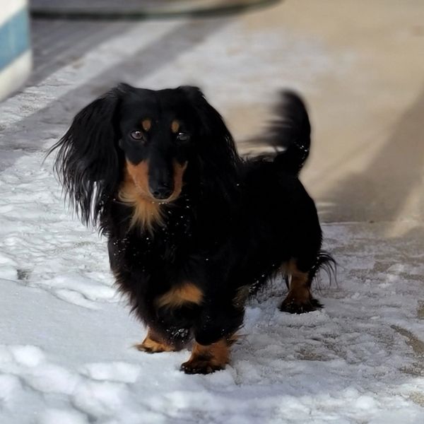 Meet the Long Haired Black Tan Dachshund: The Cutest and Most Loyal ...