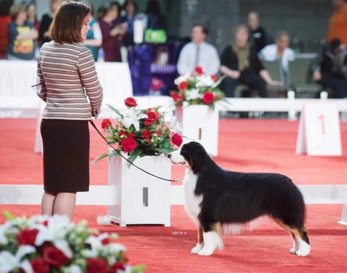 LNM Handling - Dog Show, Dog Grooming, Best in Show, Dog Show