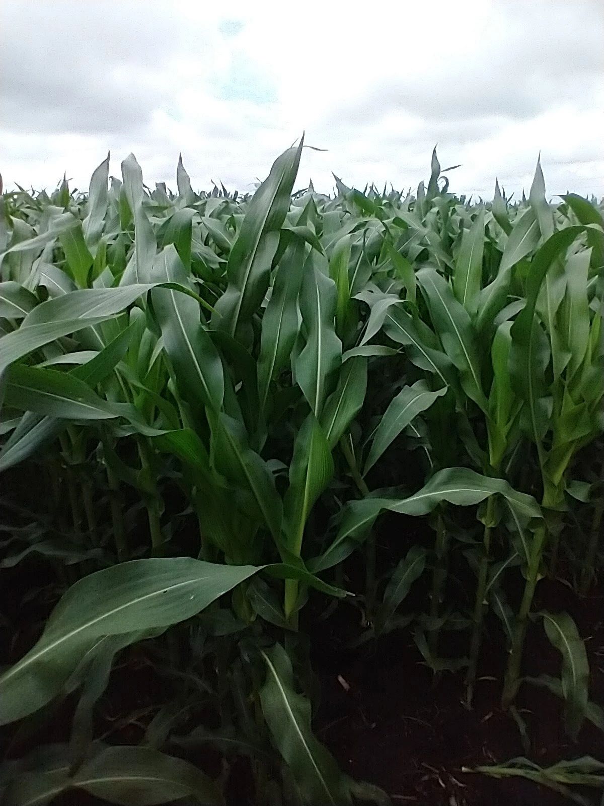 Harvest Increase Agriculture