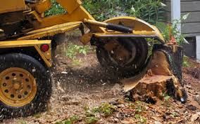 Tree stump removal - Tree Stump Removal, Tree Root Removal
