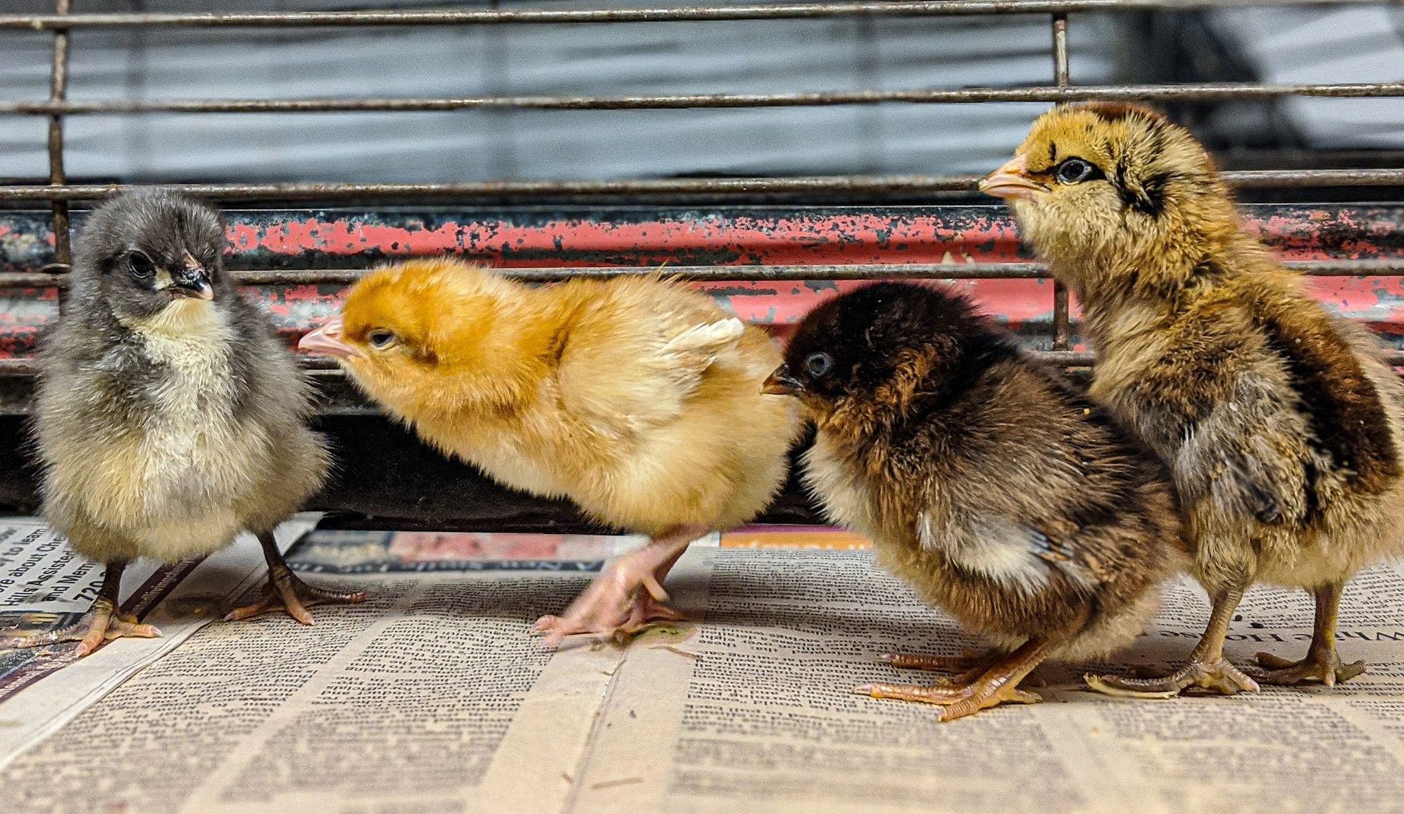 Raising Chicks 101: Everything You Need to Know