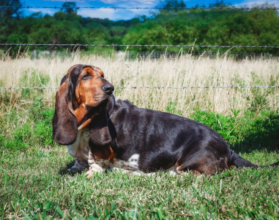 Are Euro Basset Hounds Healthy