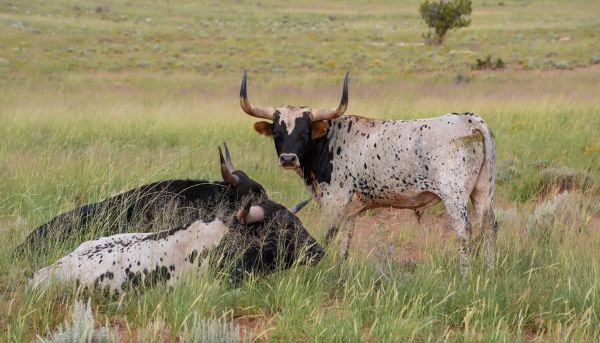 Blue Rooster Hunting Ranch