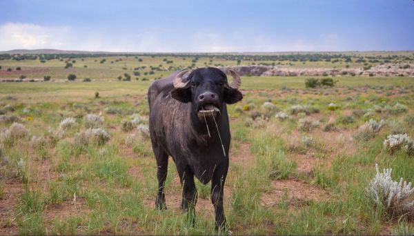 Blue Rooster Hunting Ranch