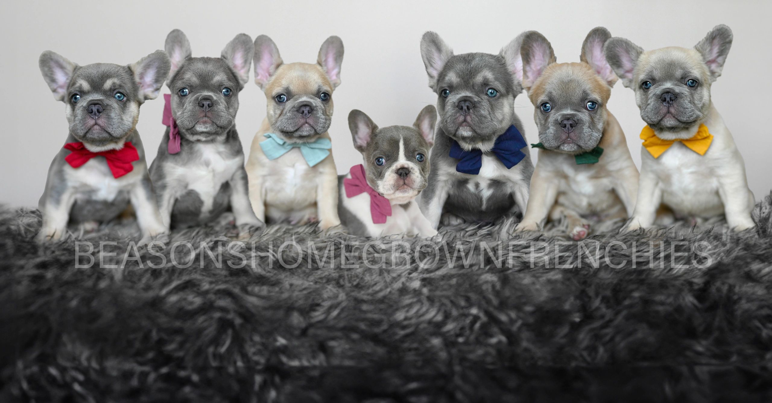 Beason's HomeGrown Frenchies: Adorable Puppies for Sale