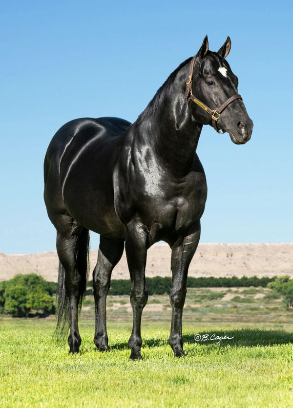 Black Quarter Horse Mares
