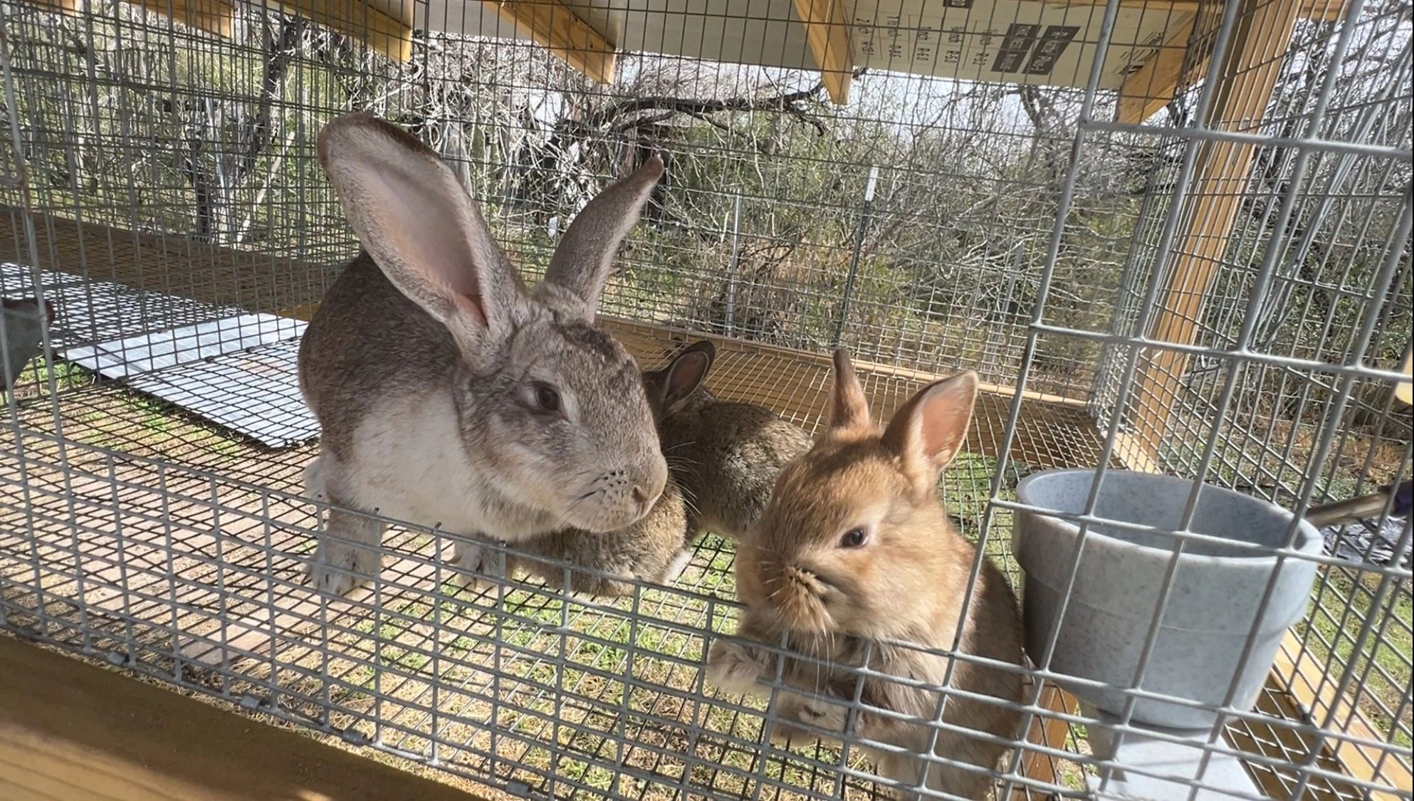 Rancho Lagniappe Rabbitry
