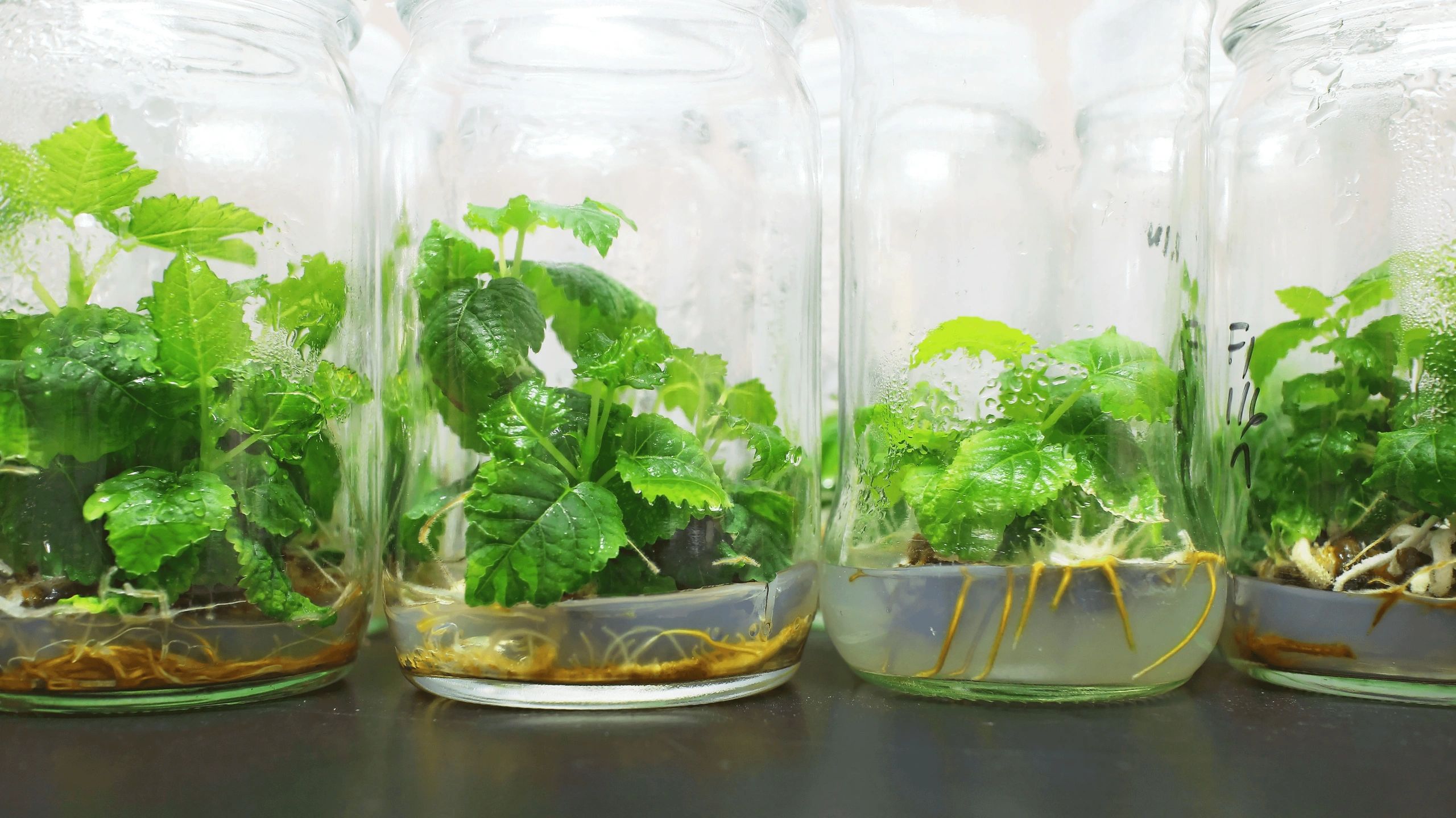 Plant Tissue Culture Medium Recipe at Imogen Webb blog
