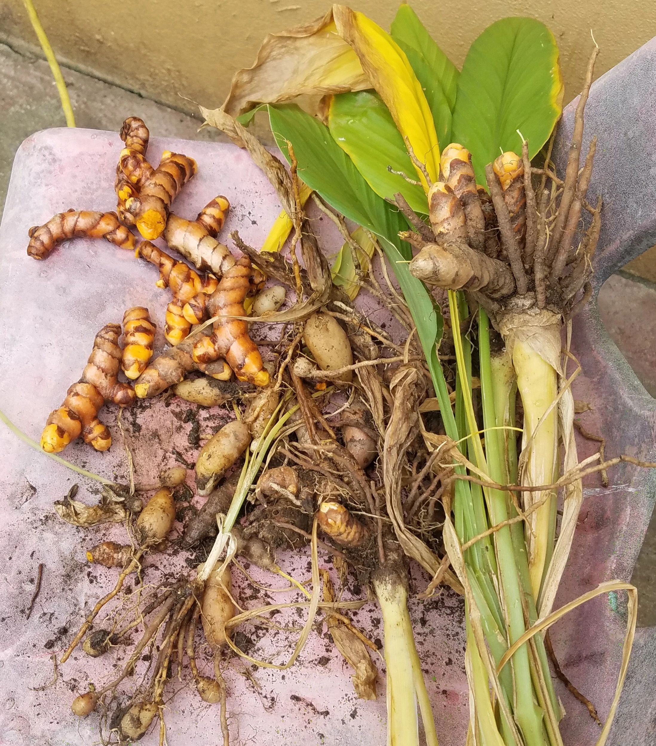 7 Health Benefits of Turmeric + A Free PDF Poster!!!