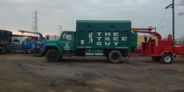 Tree Service - The Tree Guy Service