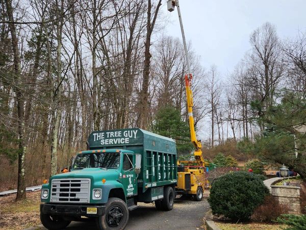 pete the tree guy services